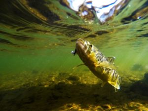 Fly Fishing the Indian Lands - On the South Slope of the Uintas - blog ...